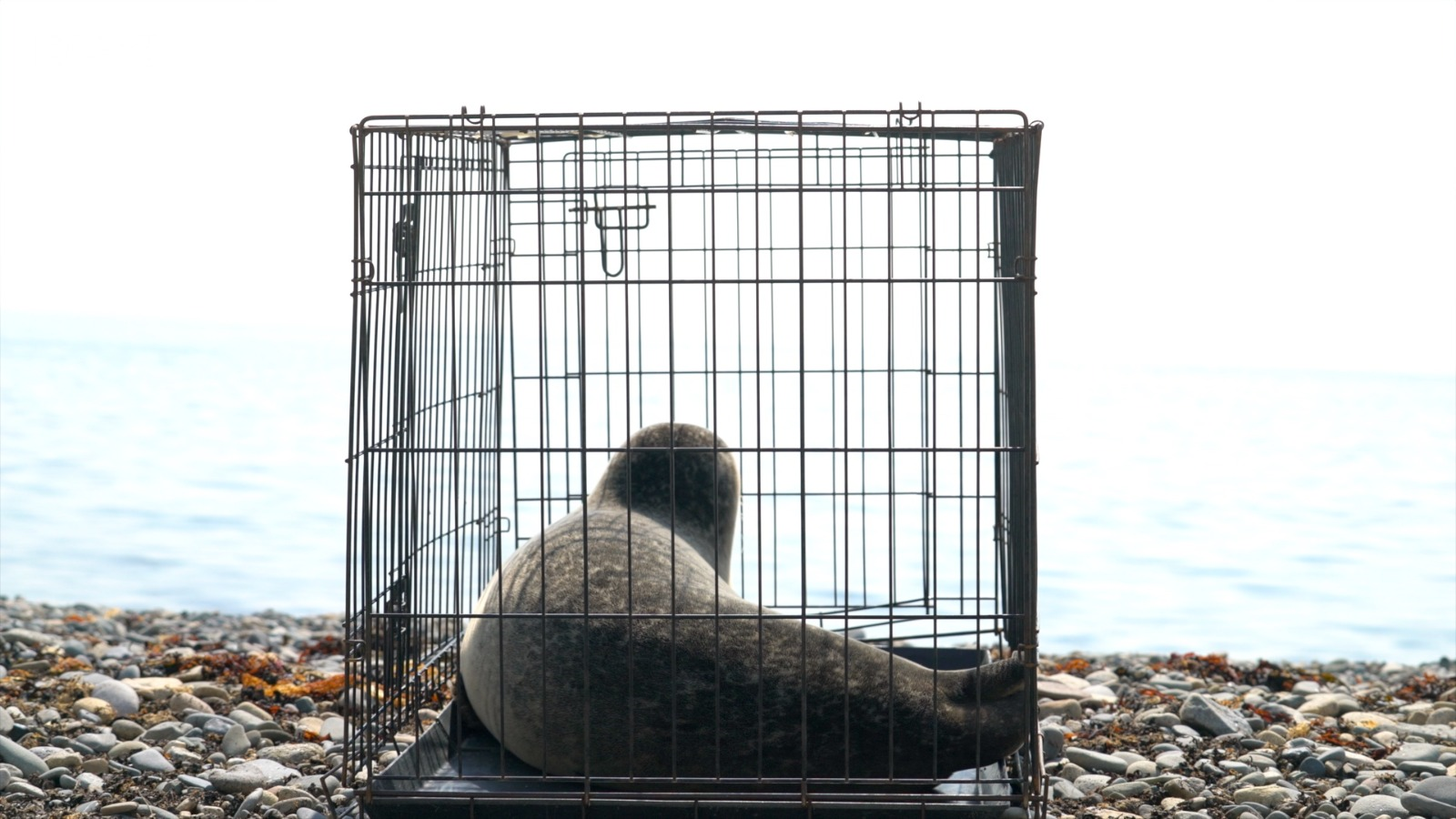 Laura Gaynor (2021) seals show with show about seal - The John ...